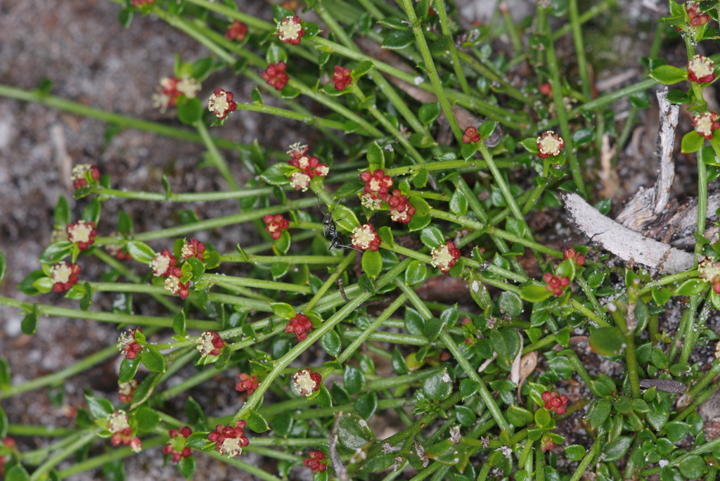 (Monotaxis occidentalis) - Botanical Realm