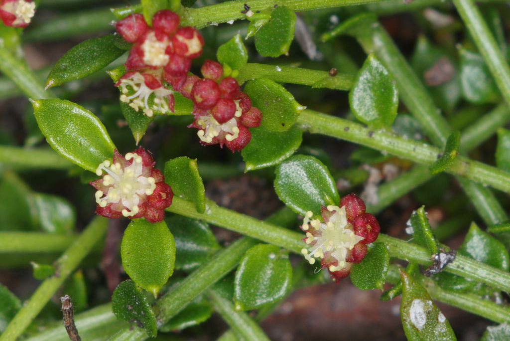 (Monotaxis occidentalis) - Botanical Realm