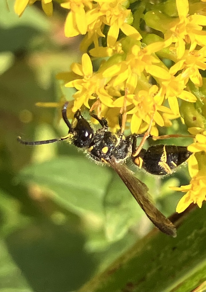 Smiling Mason Wasp from Germantown, MD, USA on October 5, 2023 at 04:41 ...