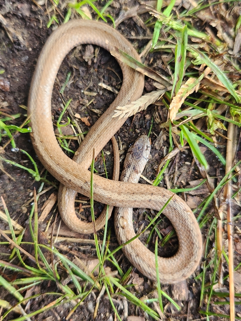 DeKay's Brownsnake from Devon, PA 19333, USA on October 12, 2023 at 08: ...
