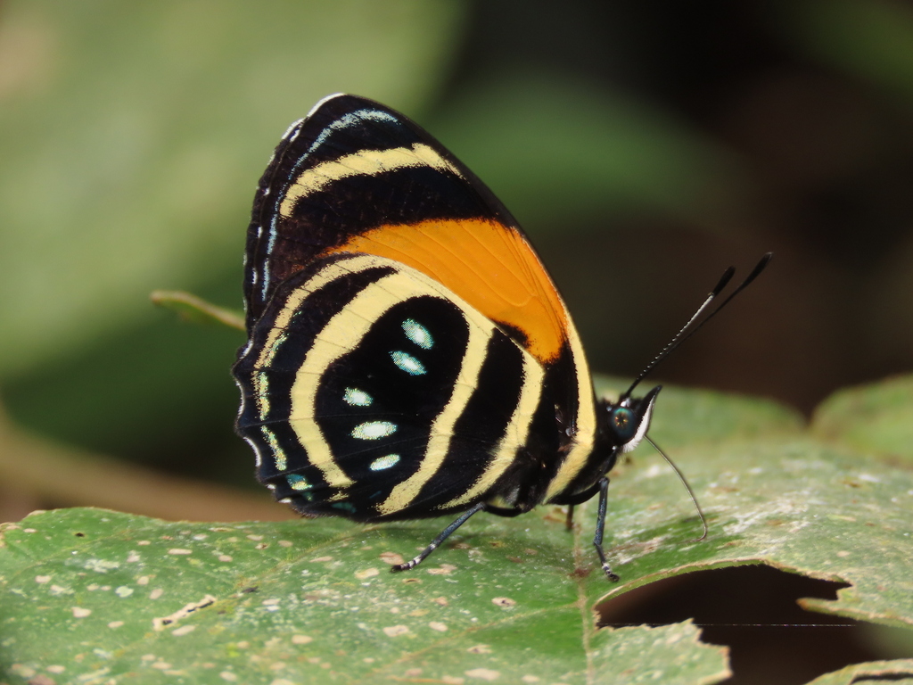 Callicore lyca aegina from Orito, Putumayo, Colombia on October 5, 2023 ...