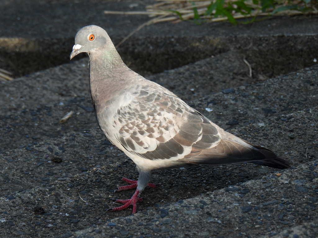 Feral Pigeon from Midori Ward, Yokohama, Kanagawa, Japan on October 12 ...
