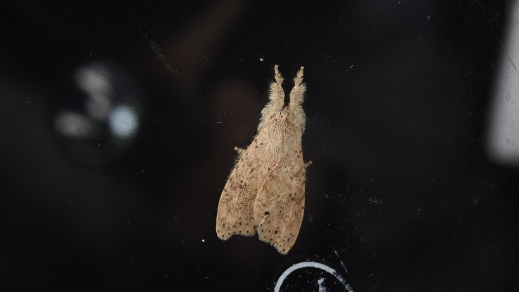 Calliteara angulata in October 2023 by 桃子 · iNaturalist
