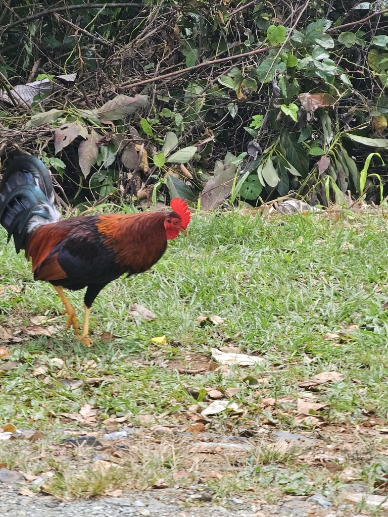 Domestic Chicken from Caín Alto, San Germán 00683, Puerto Rico on ...