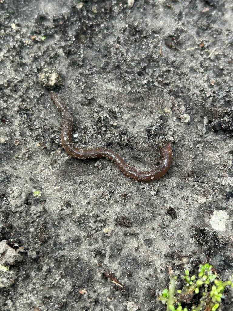 Snake Earthworms from 10866 Cory Lake Dr, Tampa, FL 33647 on October 11 ...