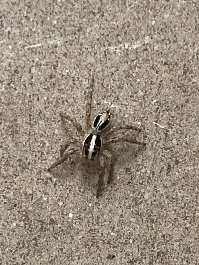 Pantropical Jumping Spider from Guangxi Guantouling National Forest ...