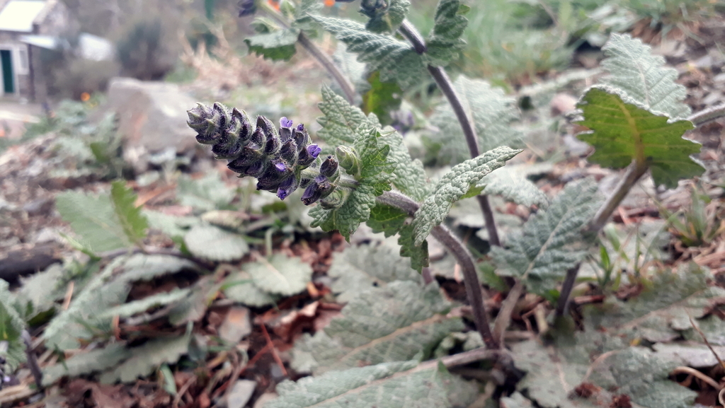 wild clary in October 2023 by Leonardo Adrián LEIVA · iNaturalist
