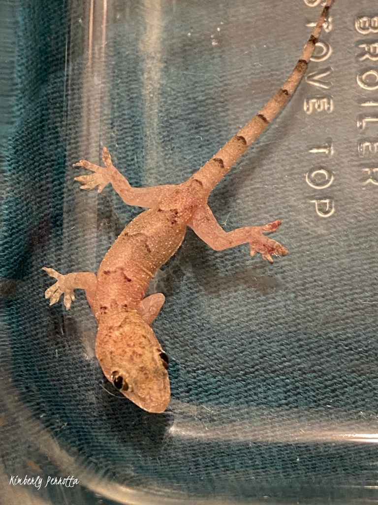 Tropical House Gecko in September 2023 by Kimberly Perrotta · iNaturalist