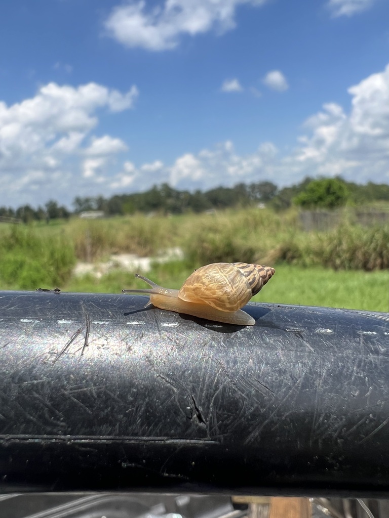 Ghost Bulimulus from Hillsborough County, US-FL, US on September 1 ...