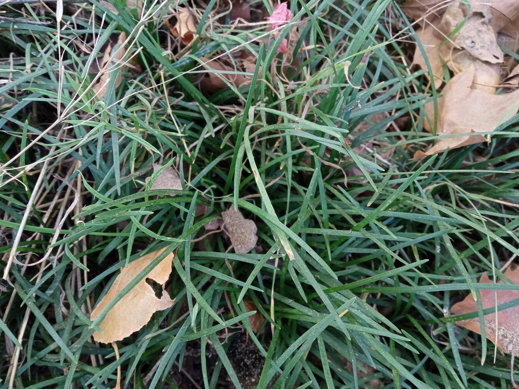Dwarf Lily-turf from Girona, Espanya on October 12, 2023 at 12:26 PM by ...