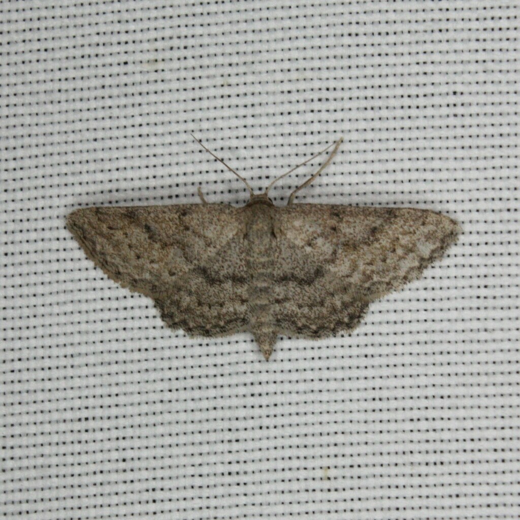 Drab Brown Wave from Hochatown - Armadillo campground on October 5 ...