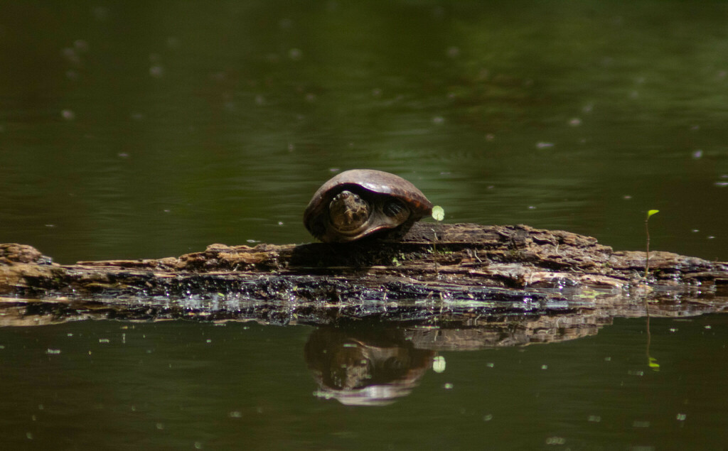 Herrera's Mud Turtle from Av. de las, Cultura Veracruzana 1, Zona ...