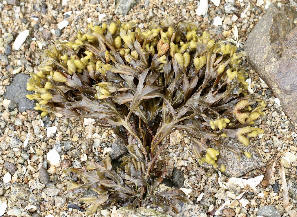 Rockweed from Point Reyes National Seashore, Marin, California, United ...