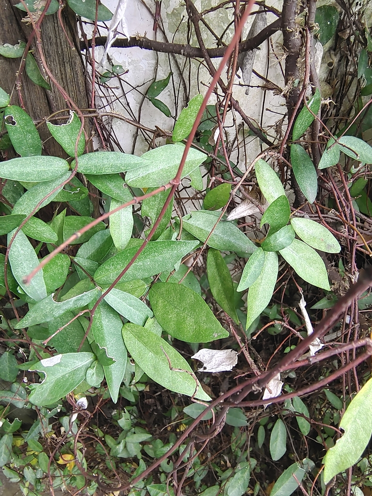Gardneria multiflora from Jingdezhen, CN-JX, CN on October 12, 2023 at ...