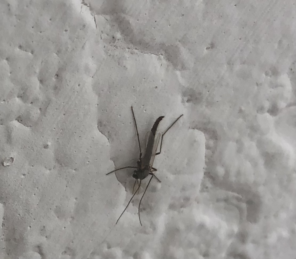 Mosquitoes and Midges from Hillsborough, Florida, United States on ...