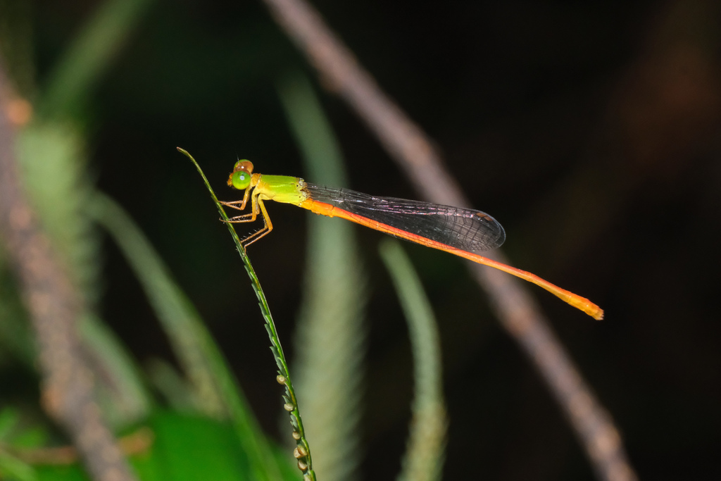 Orange-tailed Sprite from Tai Po Kau, 松仔園 on October 12, 2023 at 01:16 ...