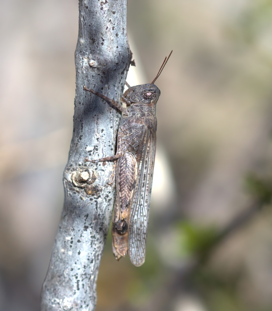 Desert Clicker Grasshopper from San Bernardino County, CA, USA on ...