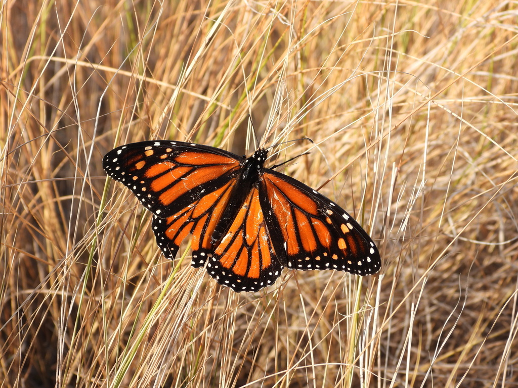 Monarch from Bertram Creek Regional Park, Kelowna, BC, CA on October 8 ...