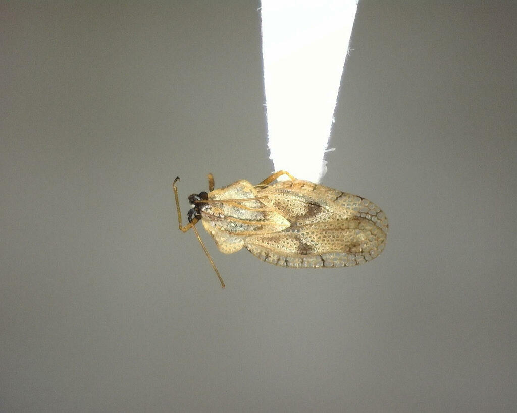 Tingini from Kimble County, TX, USA on April 11, 2023 by ...