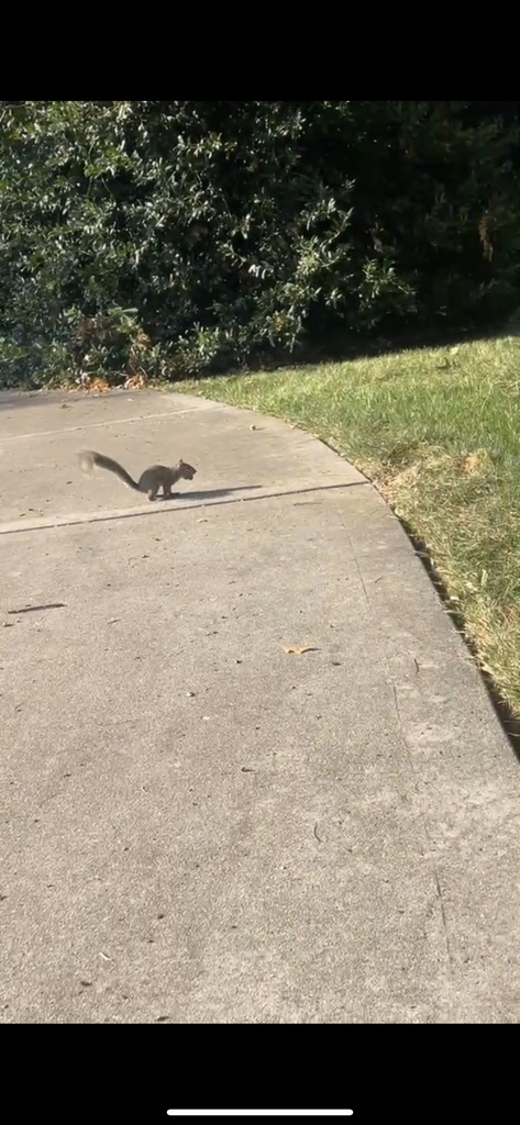 Eastern Gray Squirrel from The University of Tennessee, Knoxville, TN ...