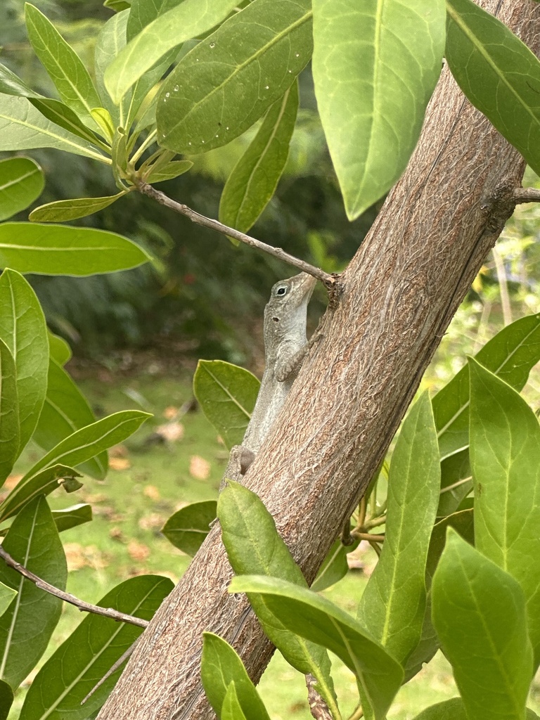 Crested Anole from Puerto Rico, Guaynabo, Puerto Rico, US on October 12 ...