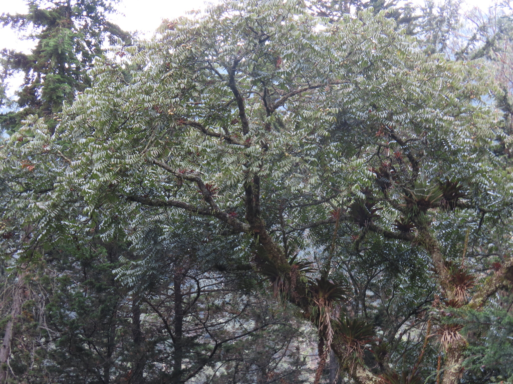 Andean Walnut in October 2023 by daniela_156 · iNaturalist