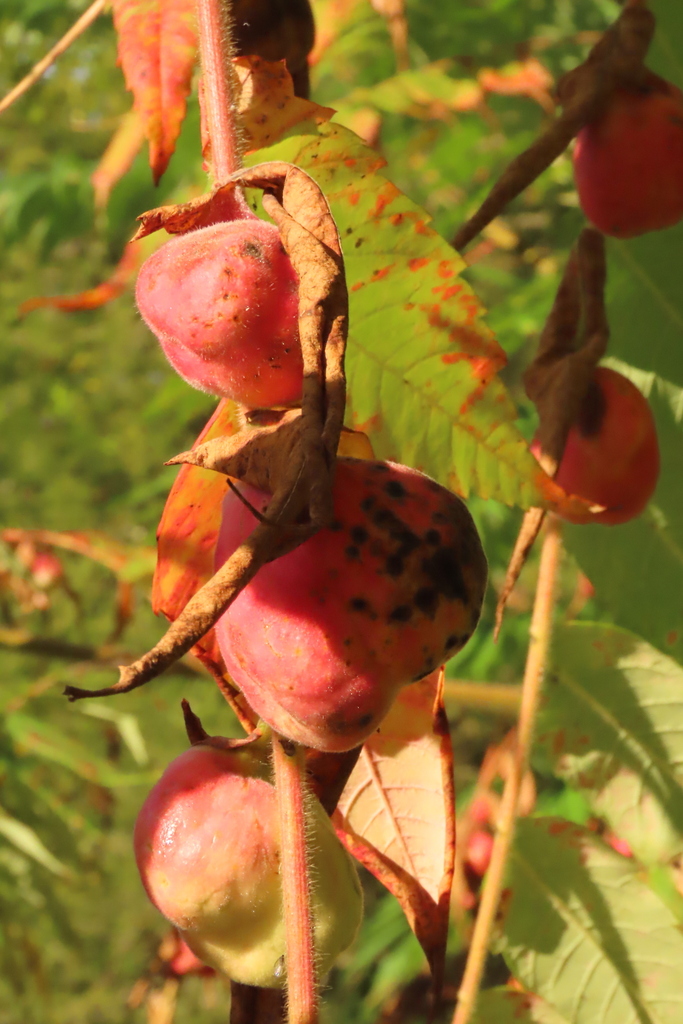 Sumac Gall Aphid from Luzerne County, PA, USA on September 19, 2023 at ...