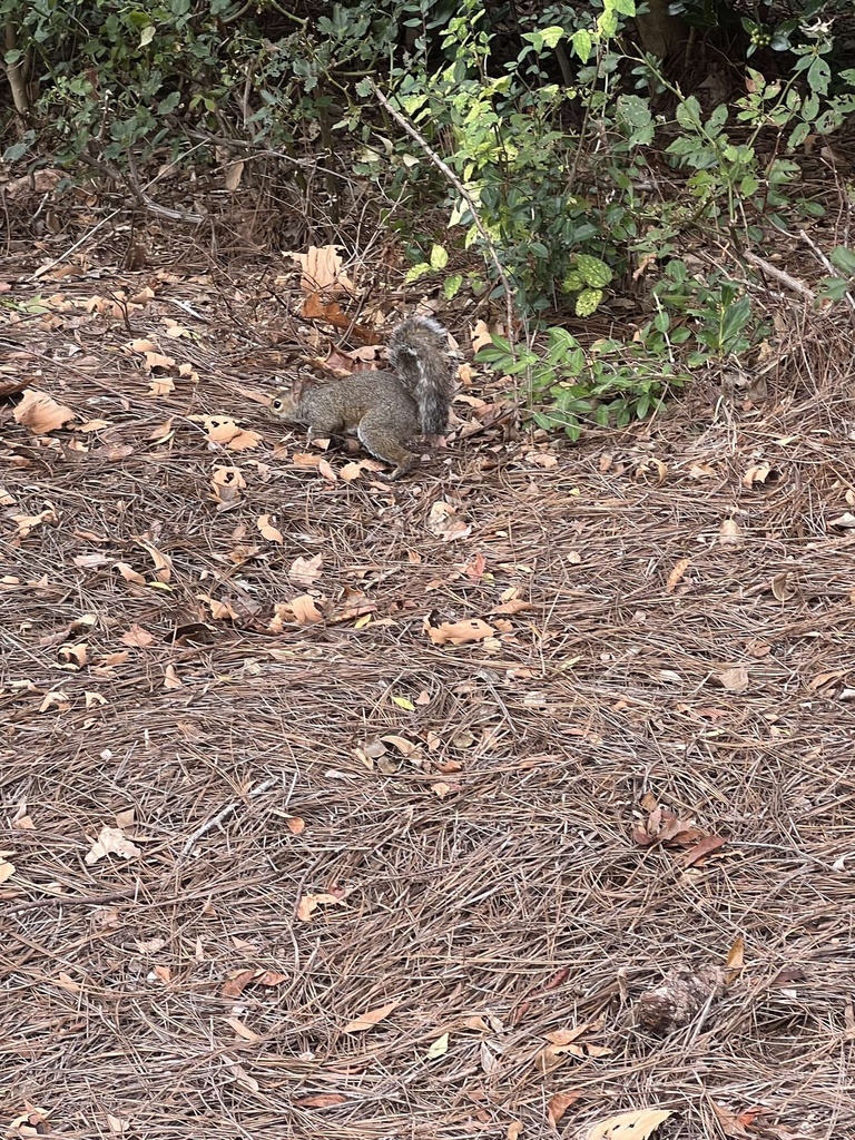 Eastern Gray Squirrel from NC State University, Raleigh, NC, US on ...