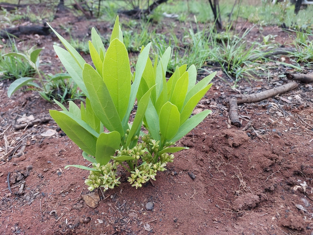 Sand Apple from Nkangala, ZA-MP, ZA on October 11, 2023 at 12:47 PM by ...