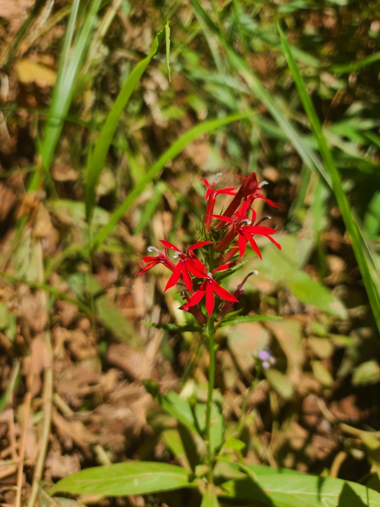 cardinal flower from Guthrie, OK, USA on September 9, 2023 at 02:06 PM ...