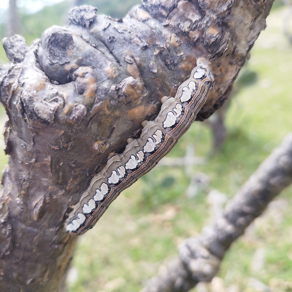 Rimosus Sphinx from Ocoyucan, Pue., México on October 9, 2023 at 02:54 ...