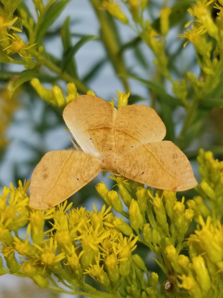 Juniper Geometer Moth from East Fallowfield Township, PA 19320, USA on ...