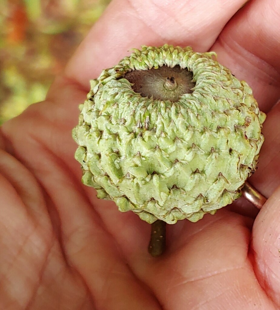 overcup oak from Mountain Park, GA, USA on October 12, 2023 at 11:18 AM ...