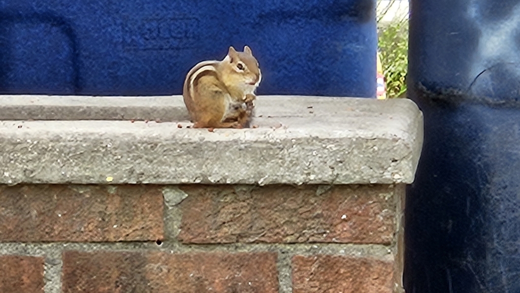 Eastern Chipmunk from Burns Park, Ann Arbor, MI, USA on October 12 ...