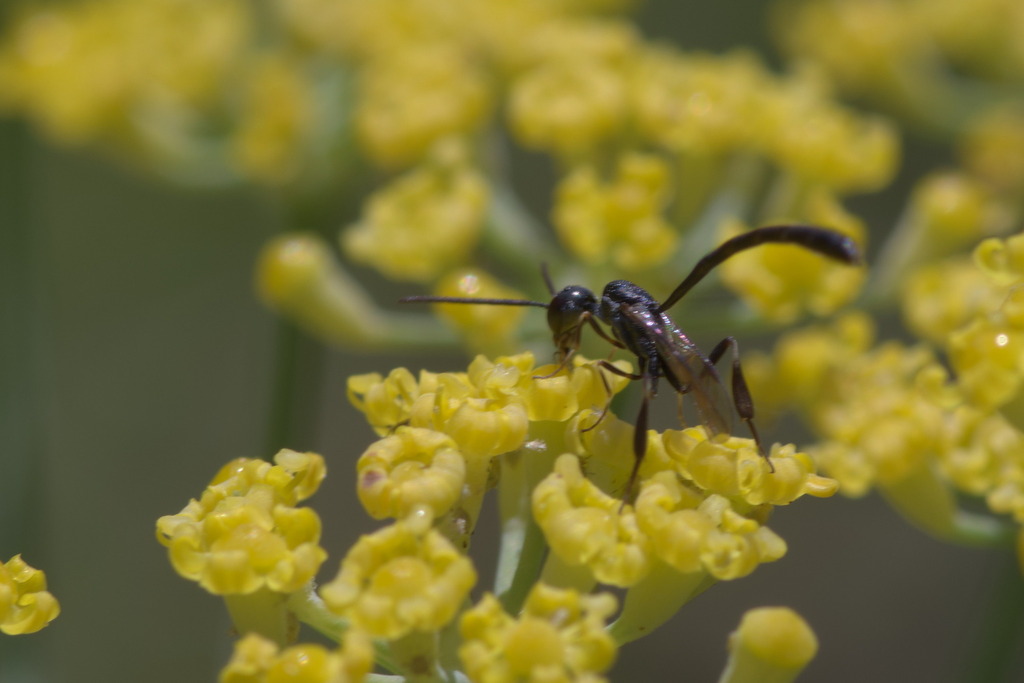 Gasteruption from Meitar, Israel on June 27, 2020 at 08:55 AM by ...