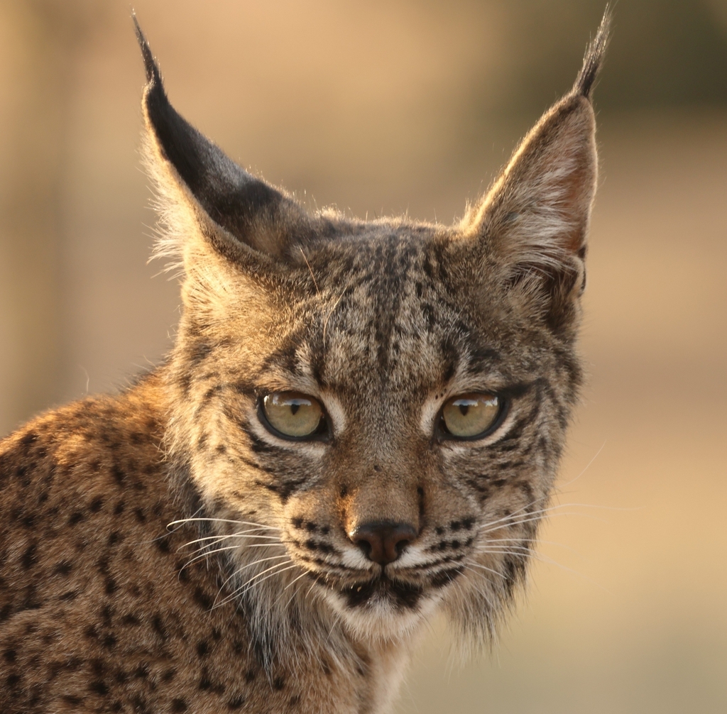 Iberian Lynx in April 2023 by CoDe83 · iNaturalist