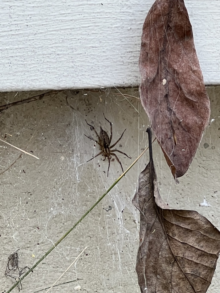 Grass Spiders from Wetmore Rd, Columbus, OH, US on October 12, 2023 at ...