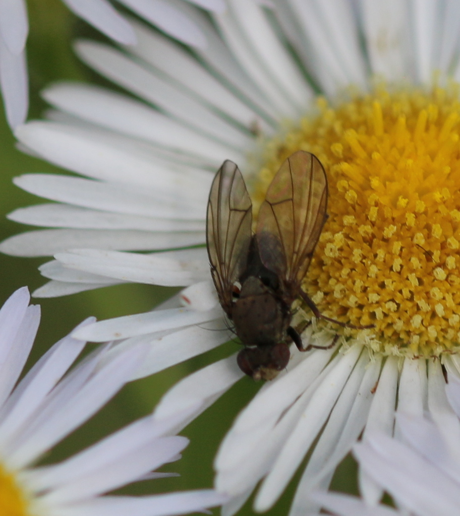 Shore Flies from Железногорский р-н, Курская обл., Россия on July 2 ...