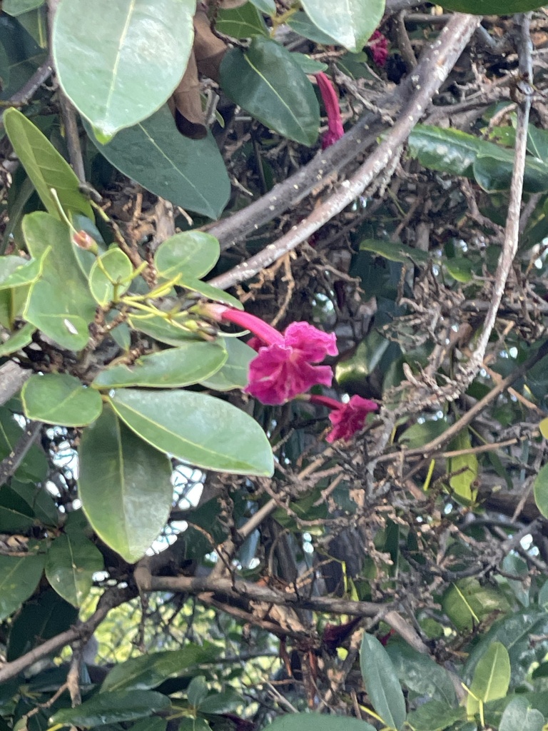 bignonia family from Kapiʻolani Park, Honolulu, HI, US on October 12 ...