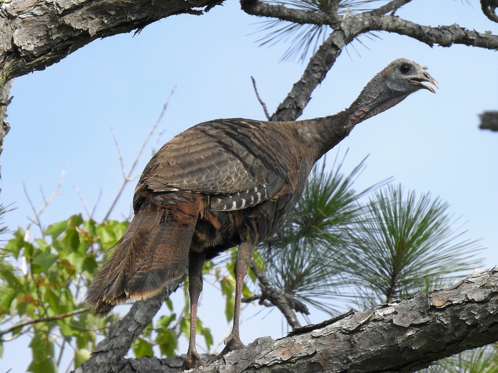 Wild Turkey in June 2023 by Kevin · iNaturalist