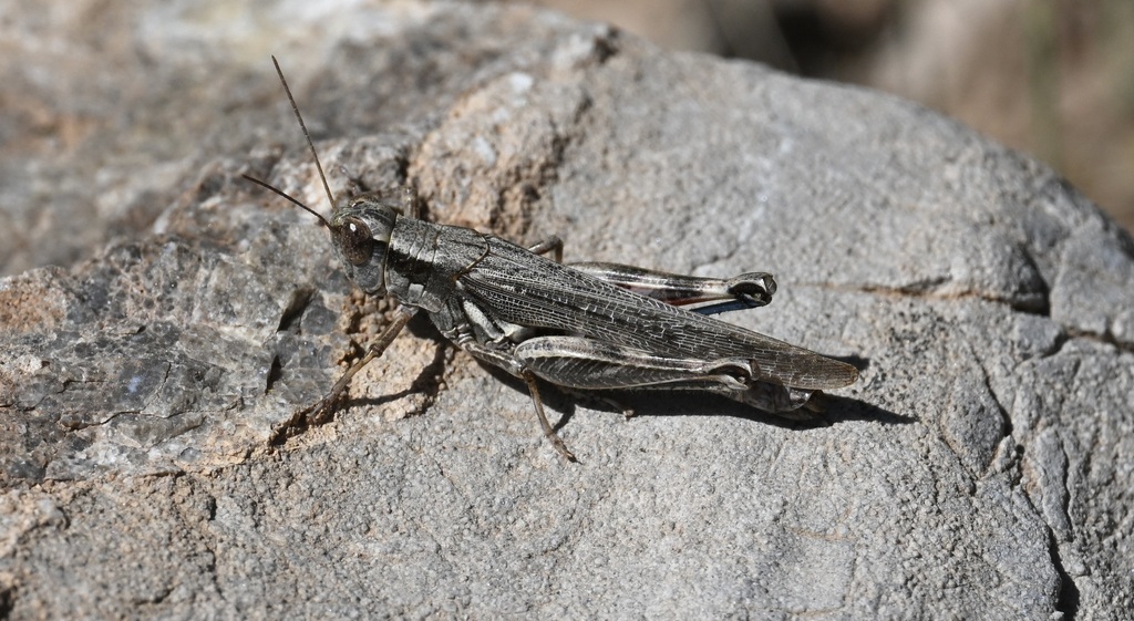 Western Sagebrush Grasshopper from Clark County, NV, USA on October 11 ...