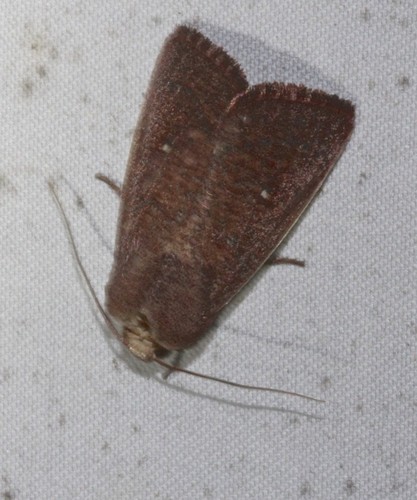 Genus Cirphis · iNaturalist