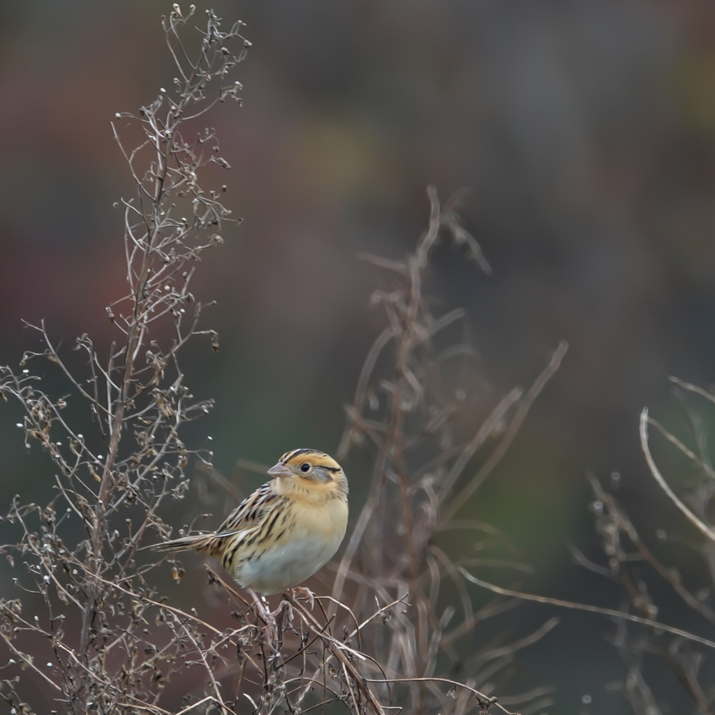 LeConte's Sparrow from Royalton, VT, USA on October 12, 2023 at 08:52 ...