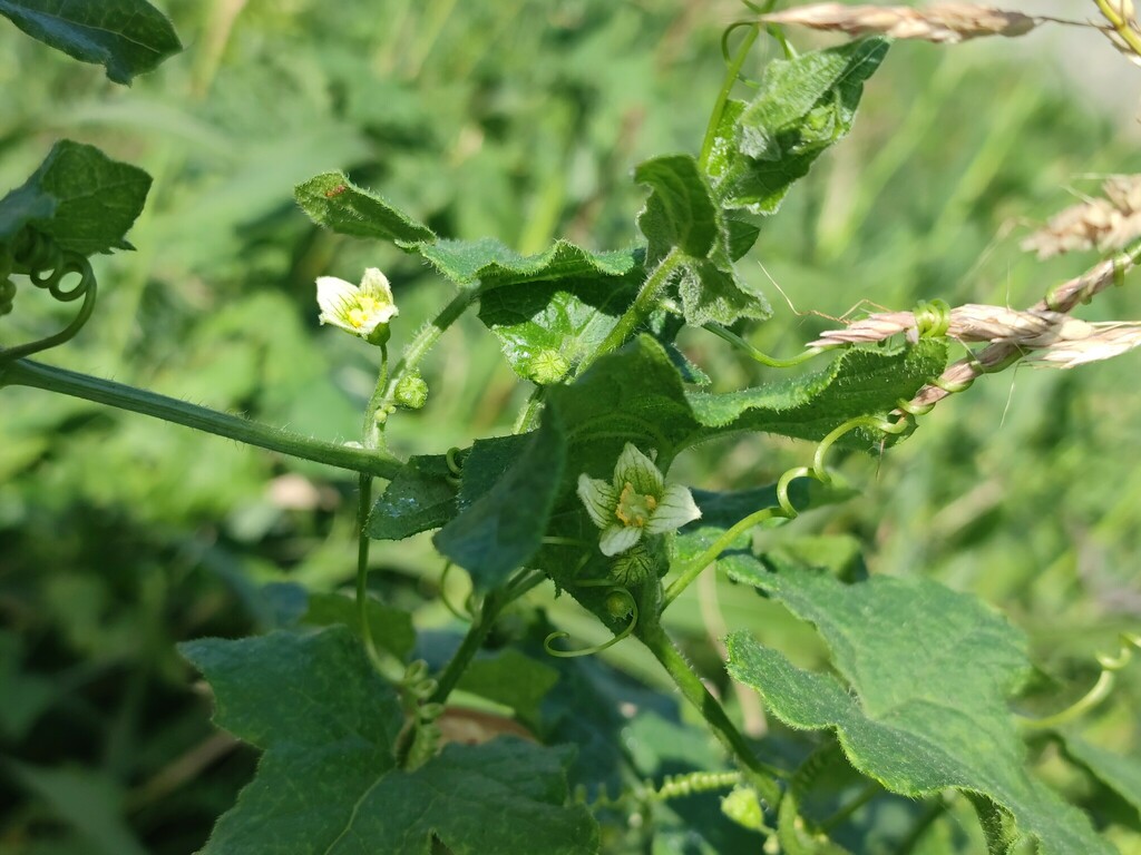 White Bryony from 73800 Монмельян, Франция on October 3, 2023 at 11:51 ...