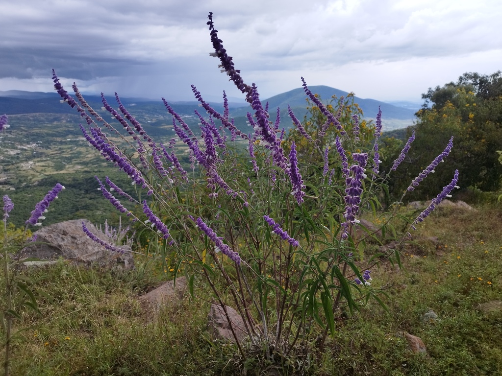 Mexican Bush Sage from Ocoyucan, Pue., México on October 9, 2023 at 04: ...