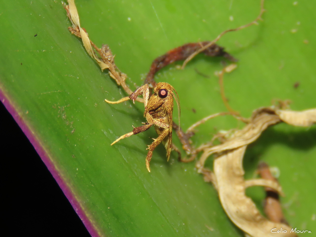 Scaly-legged Pyralids from Parque Adahil Barreto - Rua Major Virgílio ...