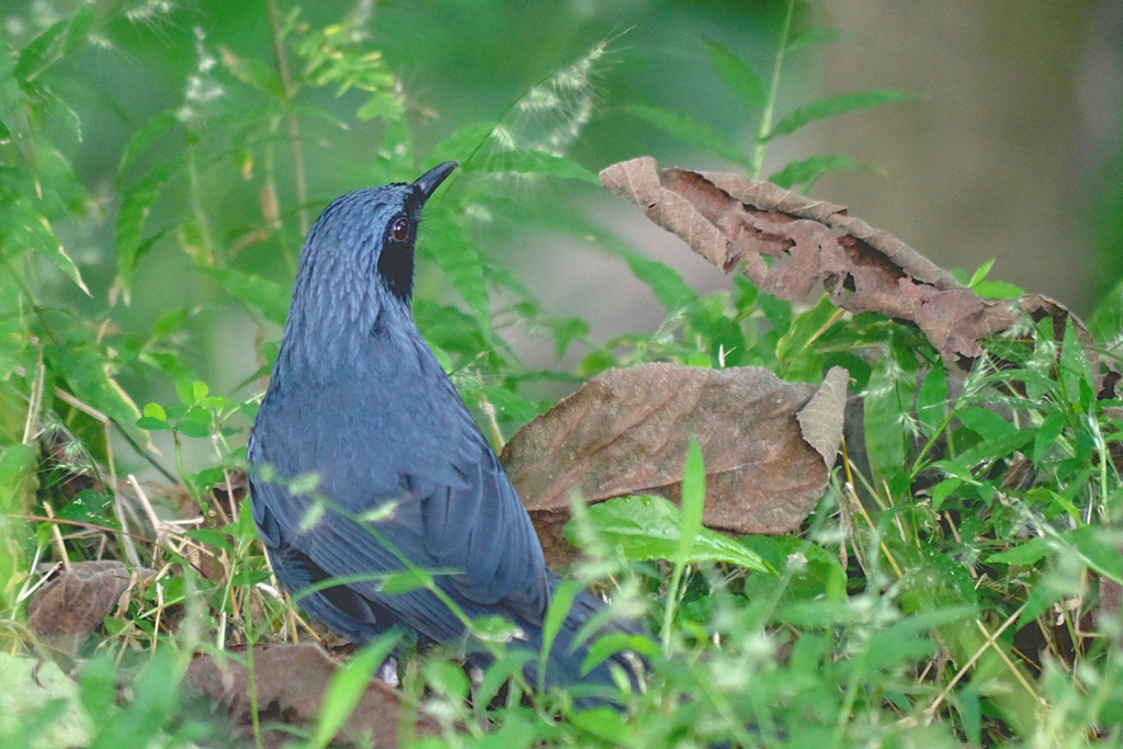 Blue Mockingbird from Colinas de San Javier, Guadalajara, Jal., México ...