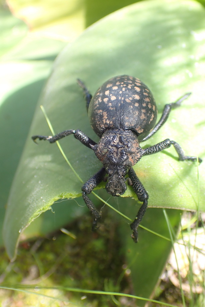 Lily Weevils from Ocean View, Brenton-on-Sea, 6570, South Africa on ...