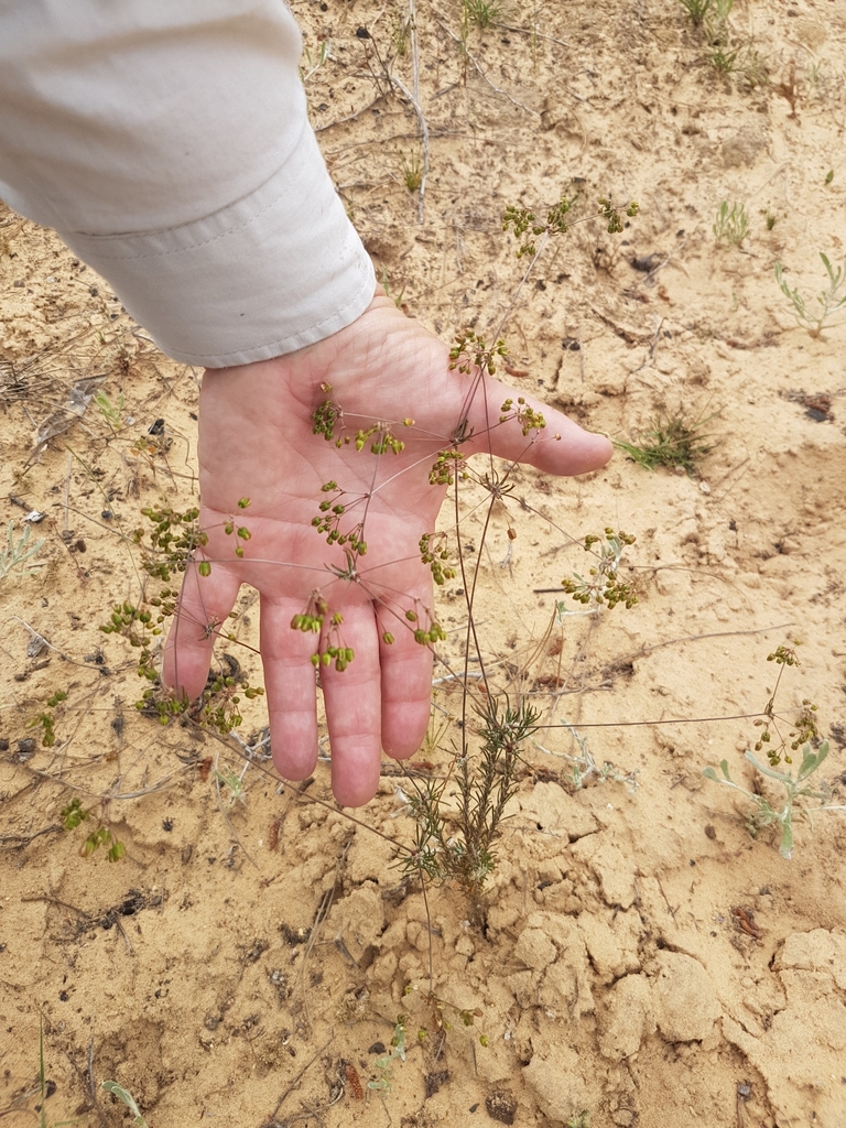 Aniseed Spookasem from Cape Farms, Cape Town, South Africa on October ...
