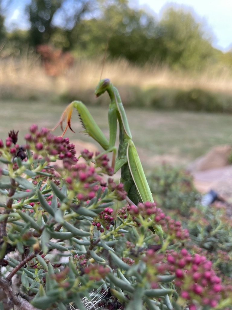 European Mantis from Châteauvieux, Centre-Val de Loire, FR on August 23 ...